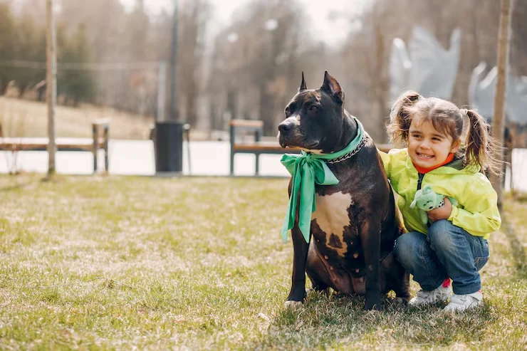 Animal Courier Service Peterborough | Trusted Pet Transport