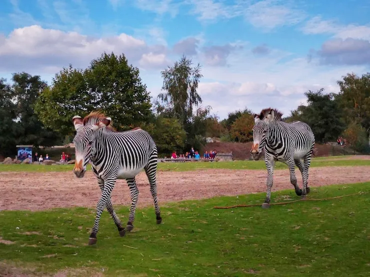 Zebra Transport Services UK Internationa