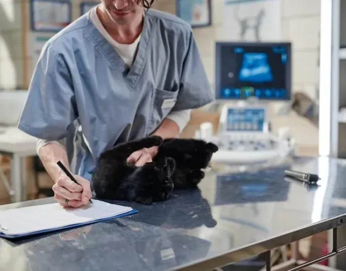 Pet Transport Services from the UK to Spain