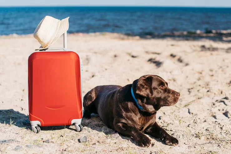 Pet Transport Services from Swansea to Dubai