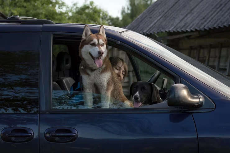 Pet Transport Services from the UK to Canada